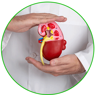 Nephrology – SPES Super Speciality Hospital